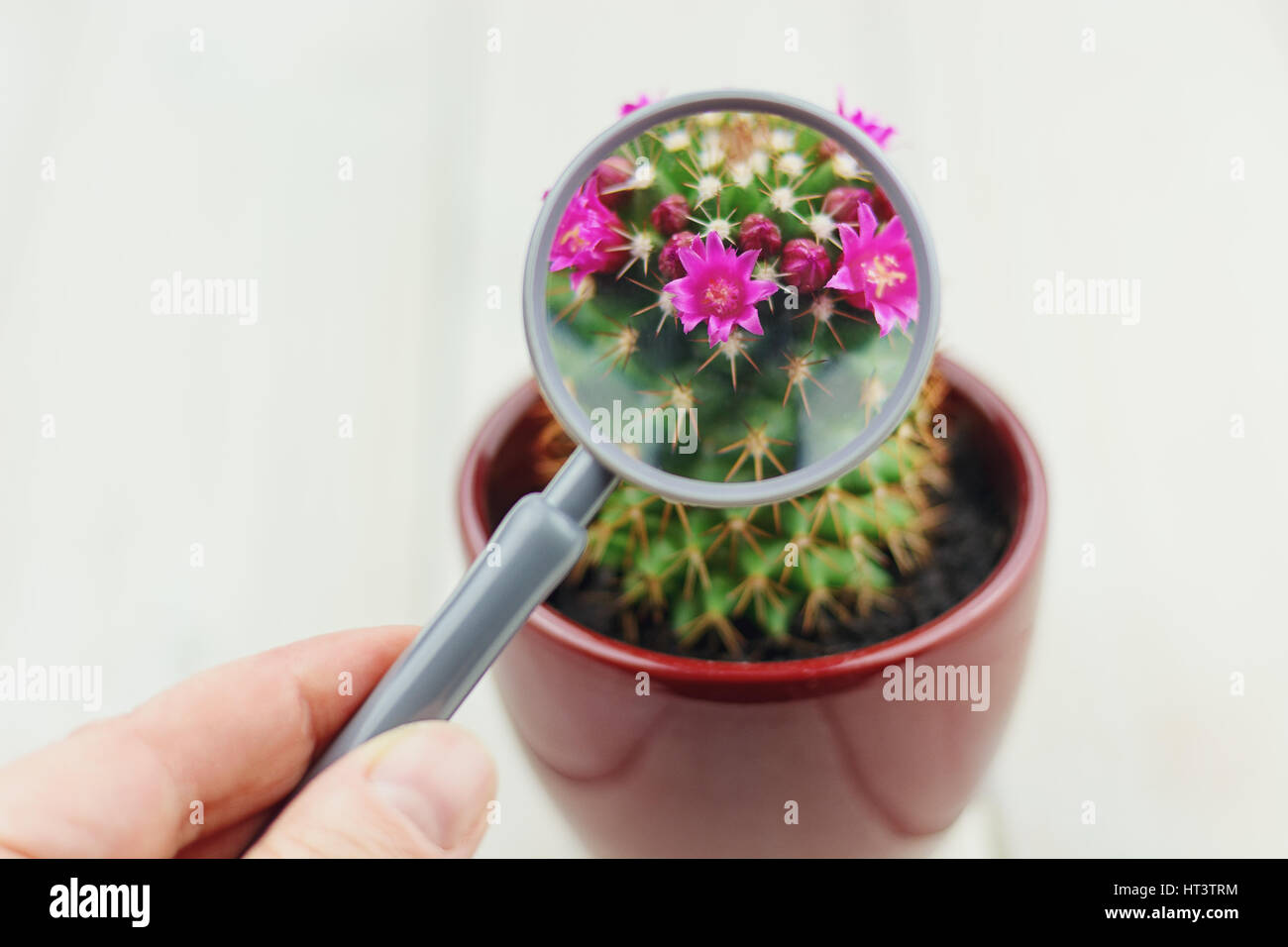 View through a magnifying glass at the small flowers of cactus Stock ...