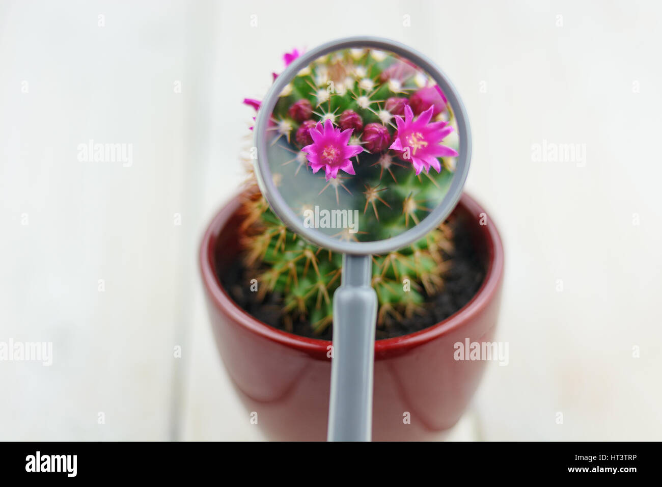 View through a magnifying glass at the small flowers of cactus Stock ...
