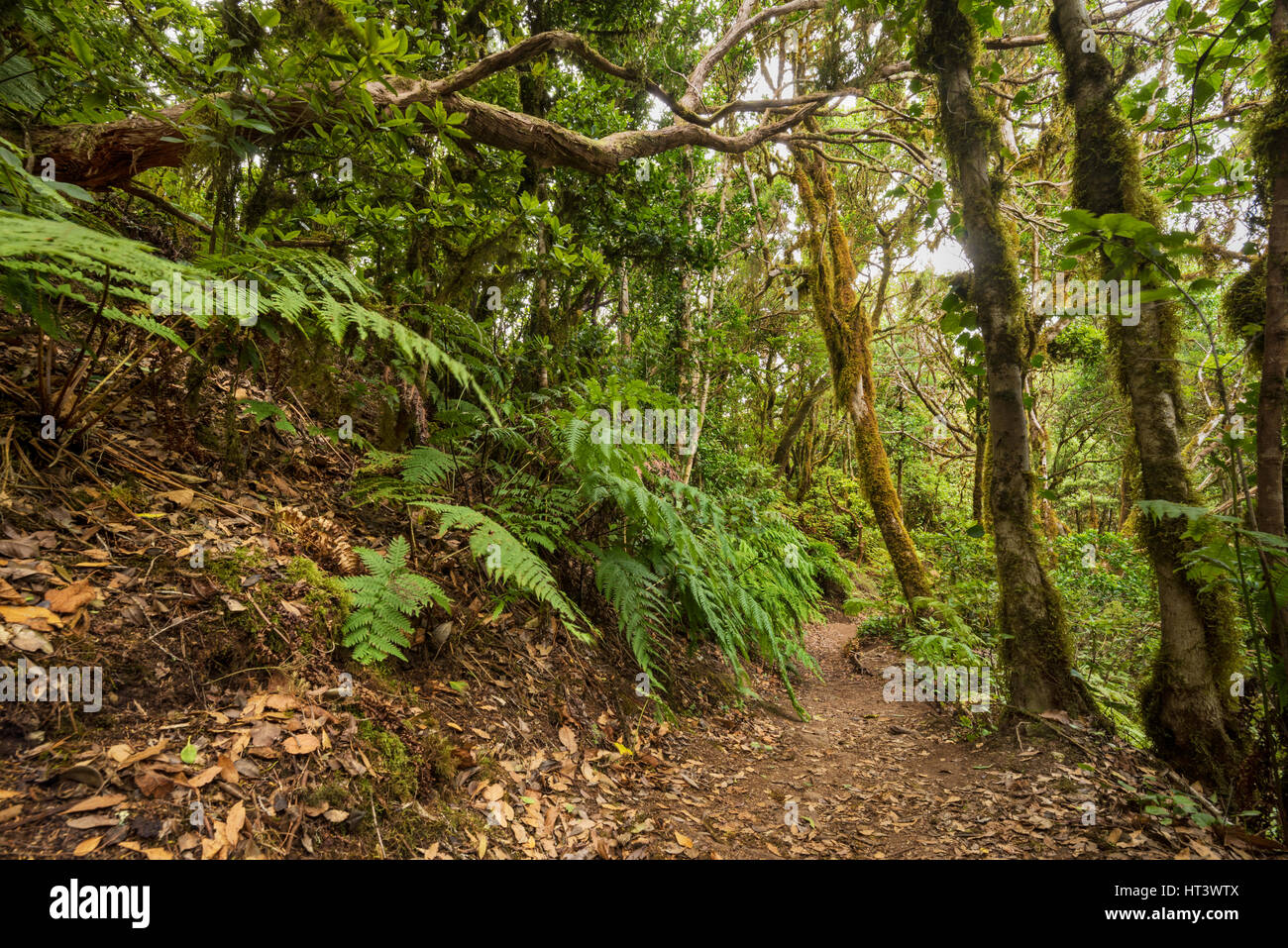 Laurel rain forest hi-res stock photography and images - Alamy