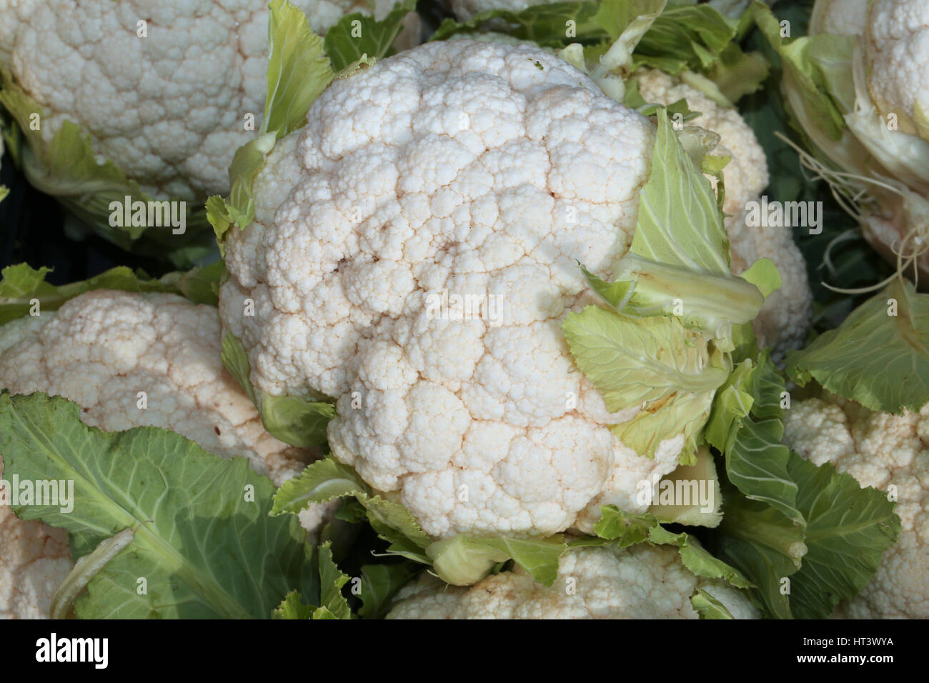 white cauliflower on sale in the grocery stall in winter Stock Photo ...
