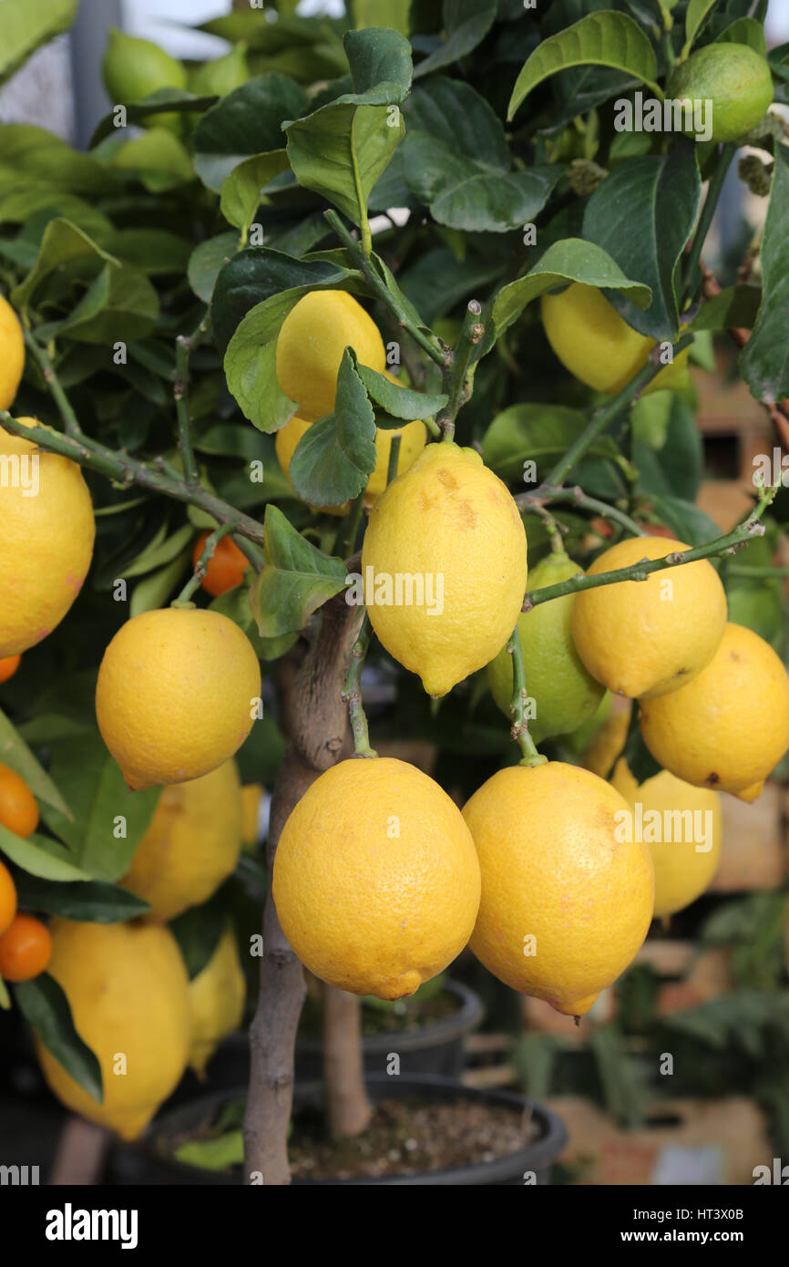 lush tree with yellow ripe lemons Stock Photo - Alamy