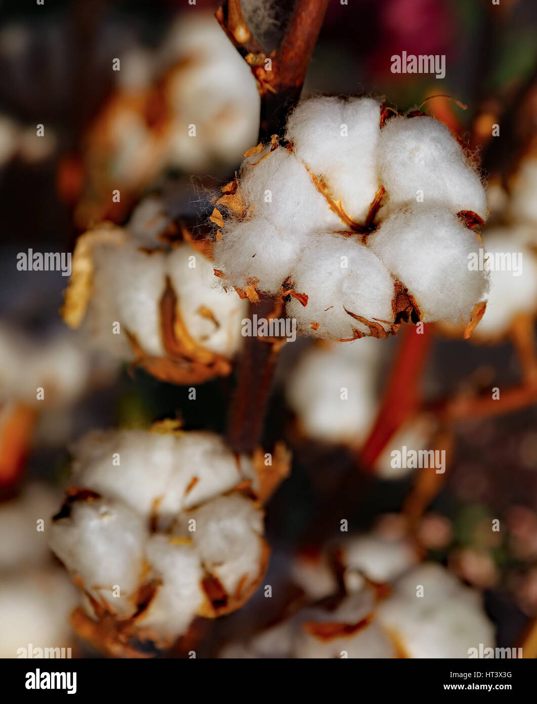 boll of white cotton on the intensive cultivation of cotton plant Stock ...