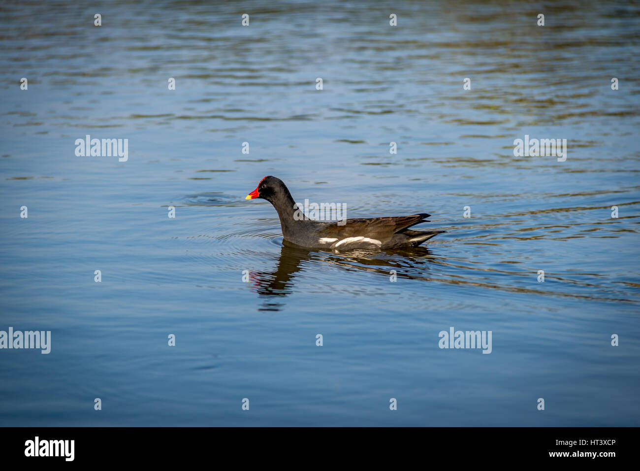 Marsh hen hi-res stock photography and images - Alamy