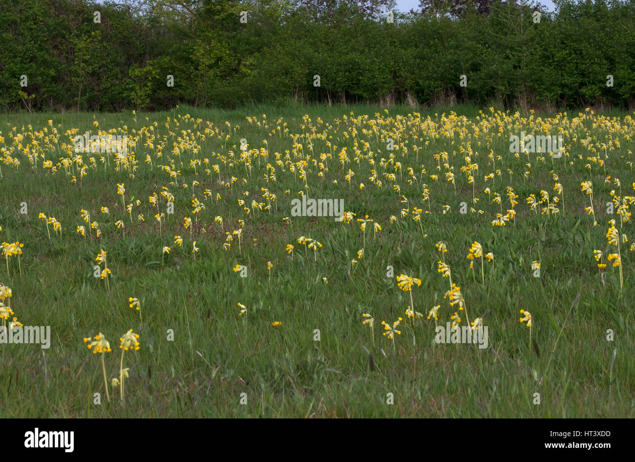 Cowslips, Primula veris, mass of flowers growing in field. Taken April ...