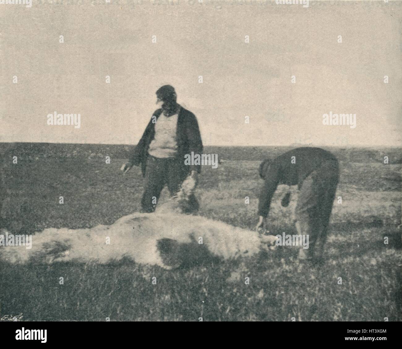 'A Dead Bear on Reindeer Island (August 21st, 1893) ', 1893 (1897 ...