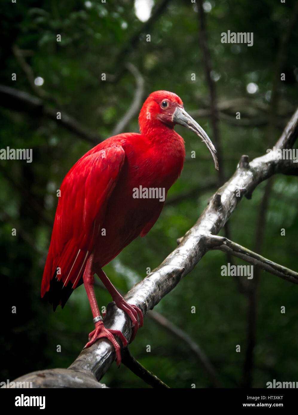 Scarlet Ibis on a branch Stock Photo - Alamy