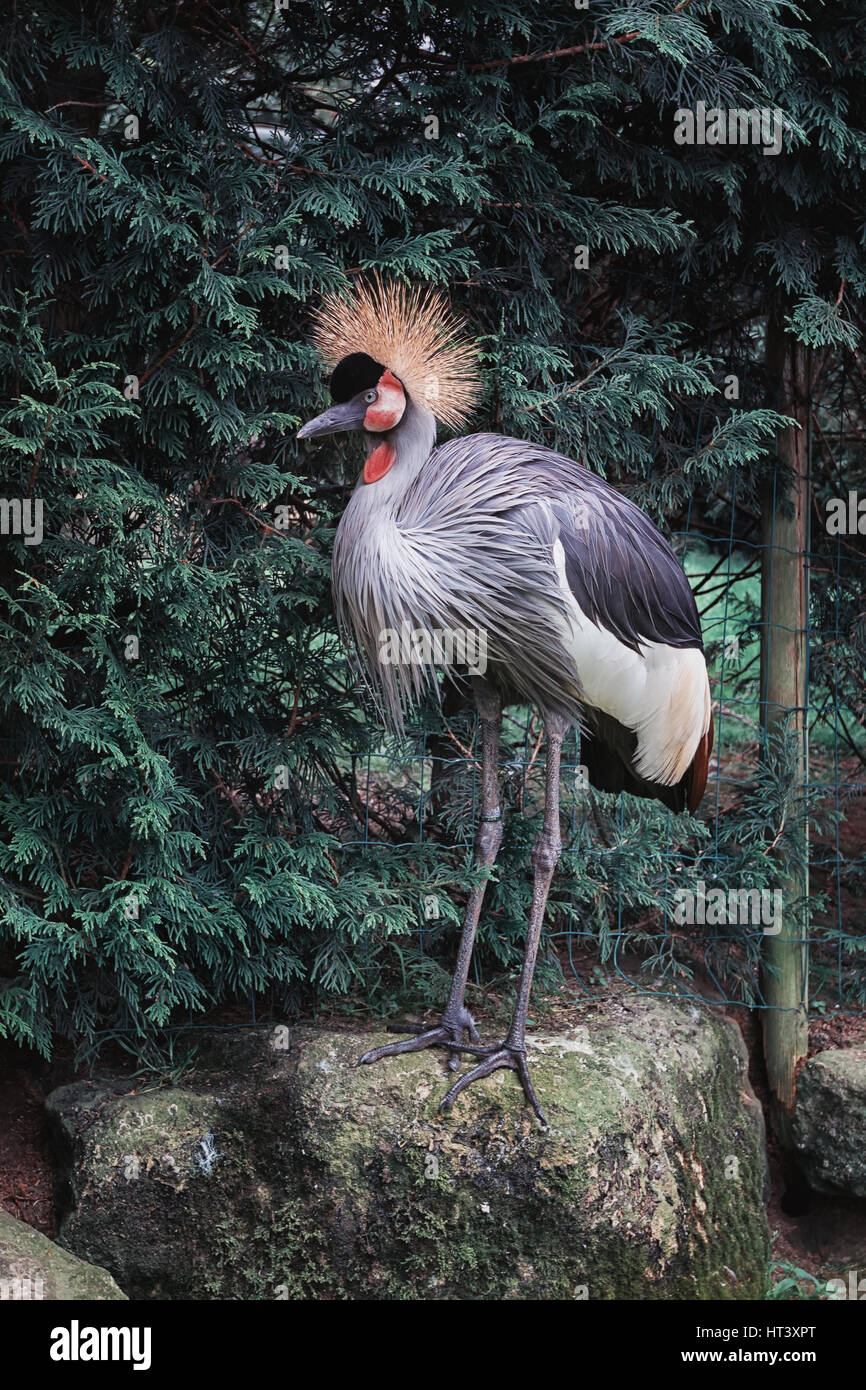 Crowned Crane standing on a rock on a background of a coniferous tree ...