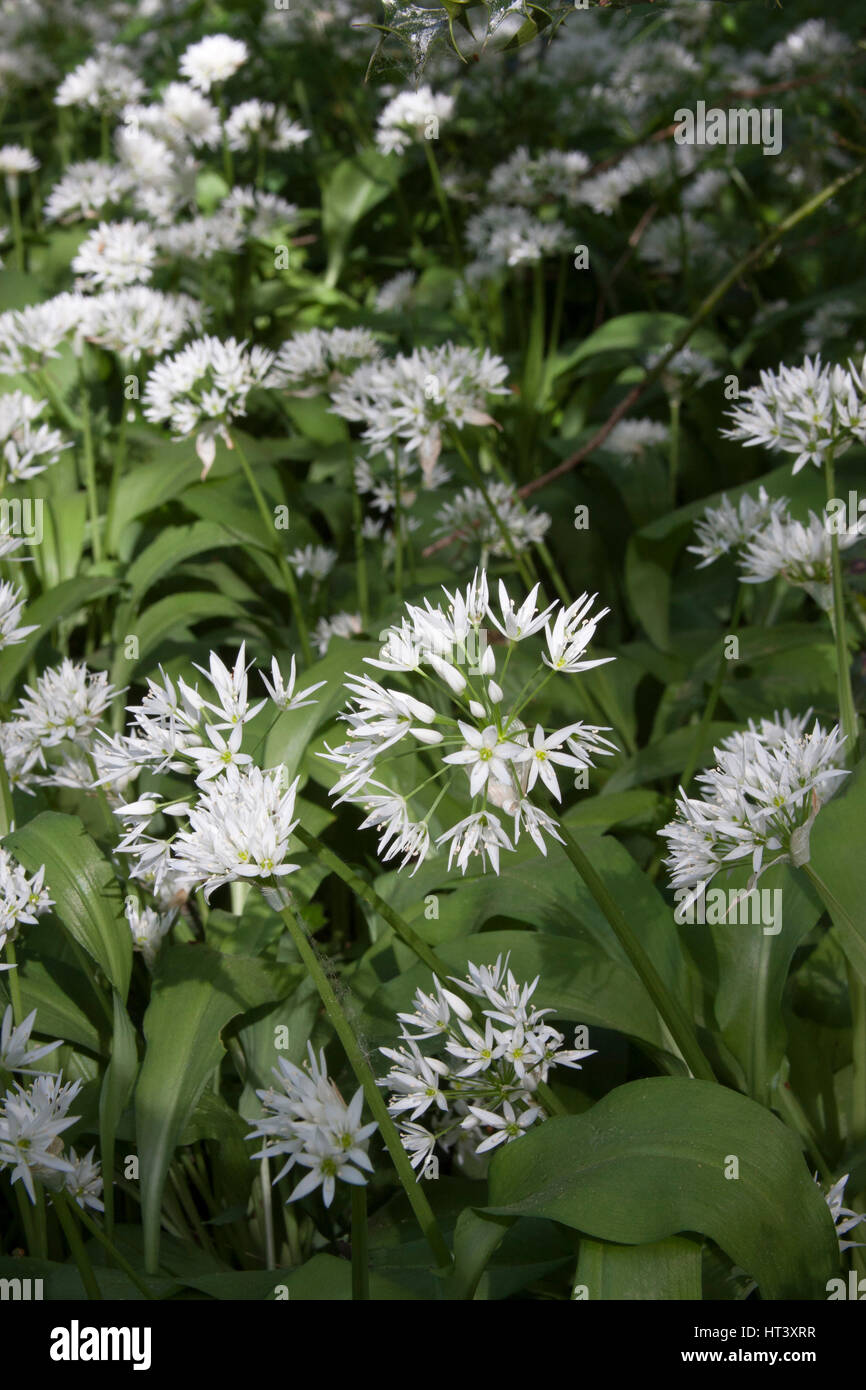 Ramsons or Wild Garlic, Alium ursinum, Taken May. The Knapp Nature ...