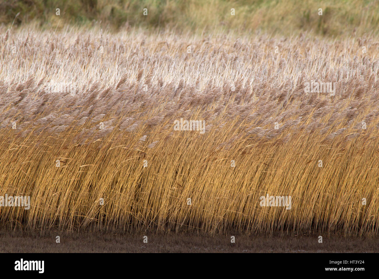 Phragmites australis hi-res stock photography and images - Alamy