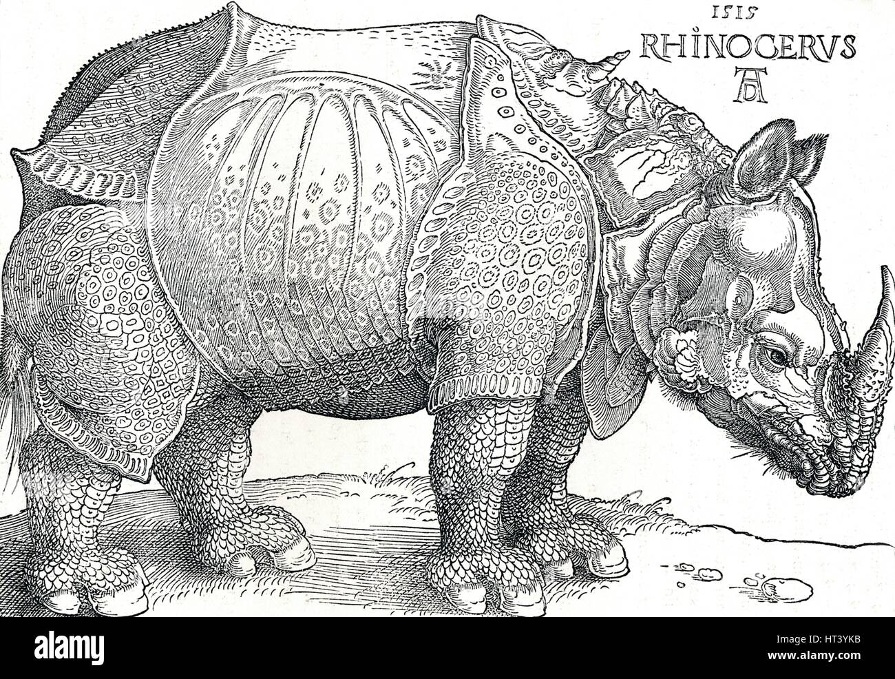 Albert durer rhino hi-res stock photography and images - Alamy
