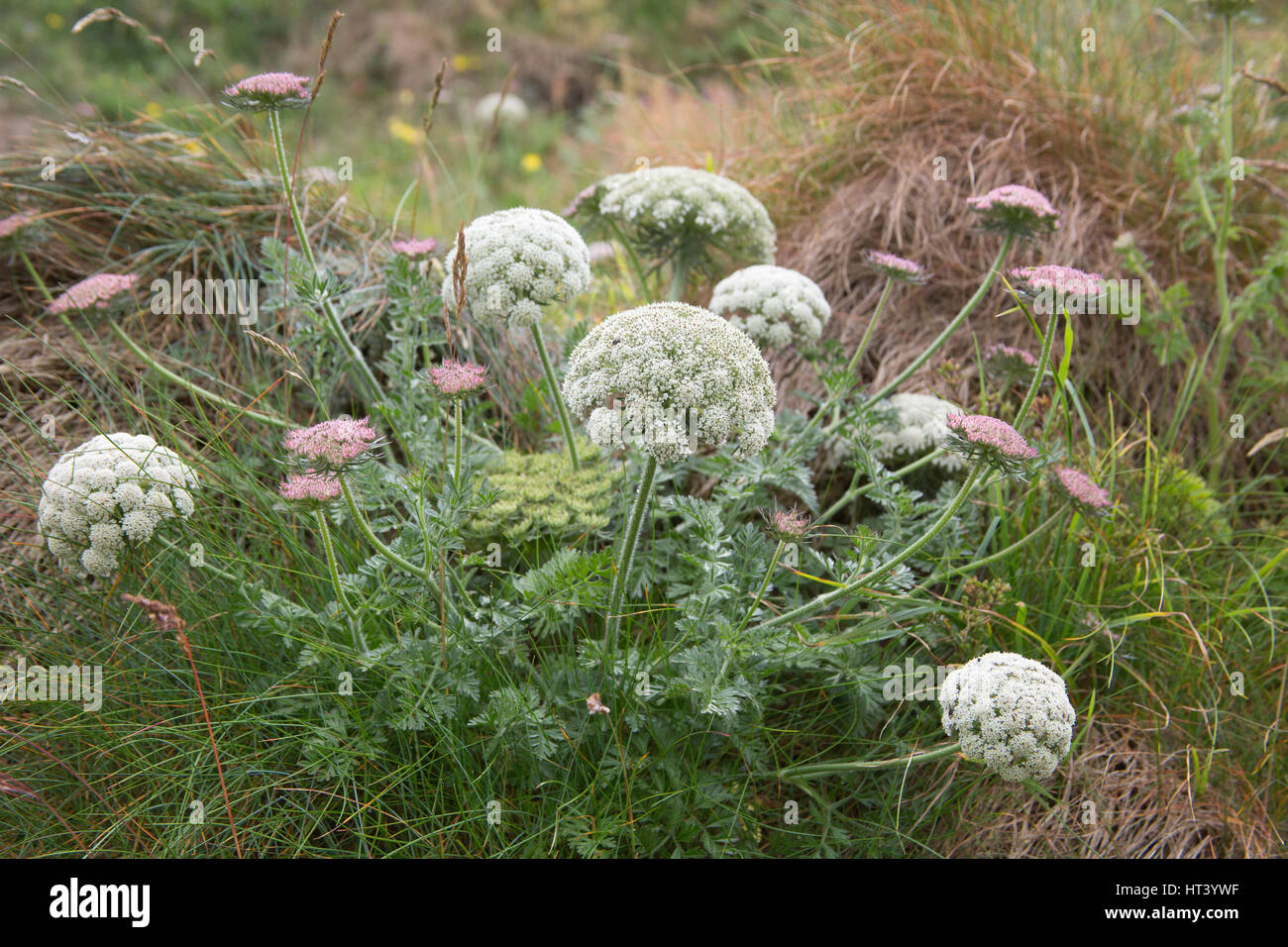 Sea Carrot, Daucus gingidium, Mullion and Predannack Cliffs, The LIzard ...