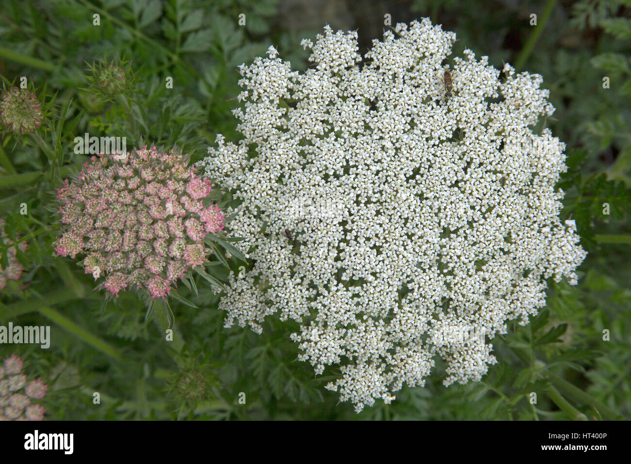 Sea Carrot High Resolution Stock Photography and Images - Alamy