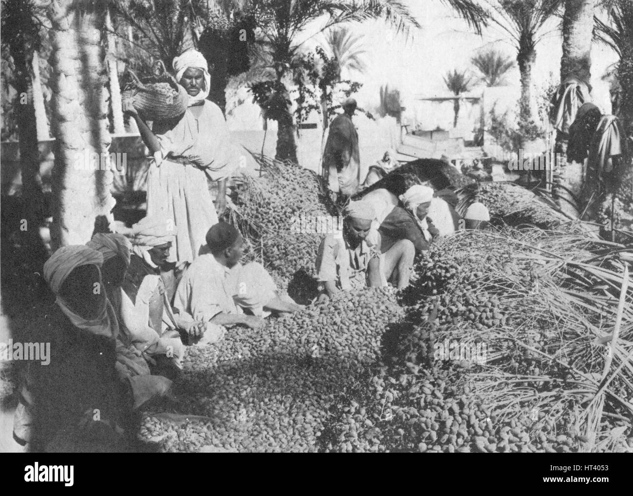 Date palm picking hi-res stock photography and images - Alamy