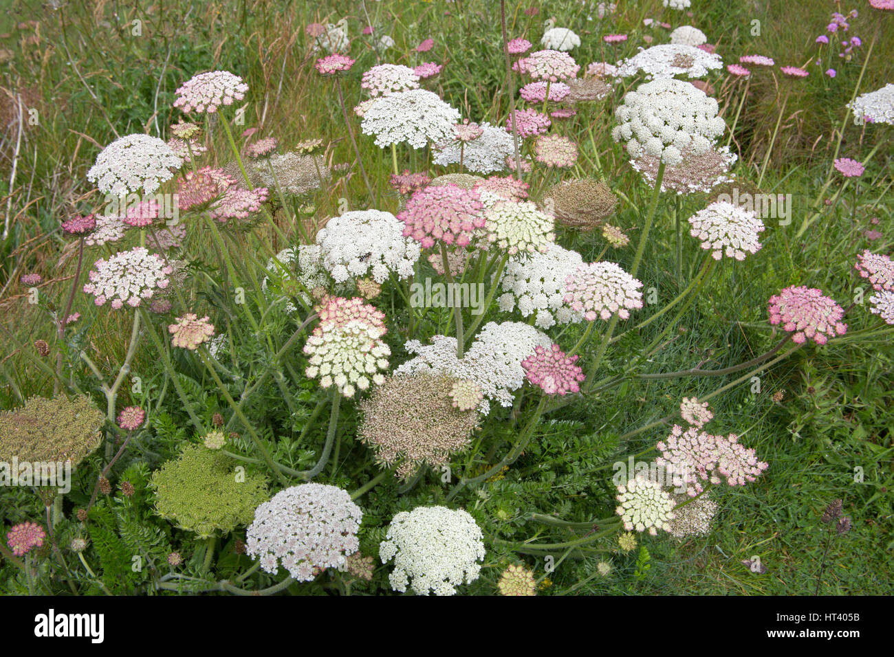 Sea Carrot, Daucus gingidium, Mullion and Predannack Cliffs, The LIzard ...