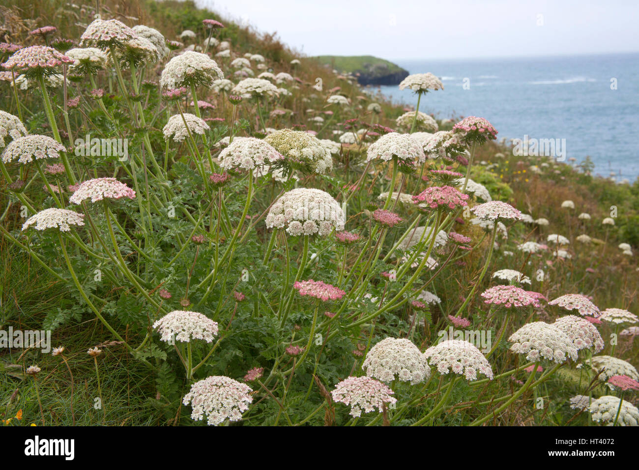 Sea carrot hi-res stock photography and images - Alamy