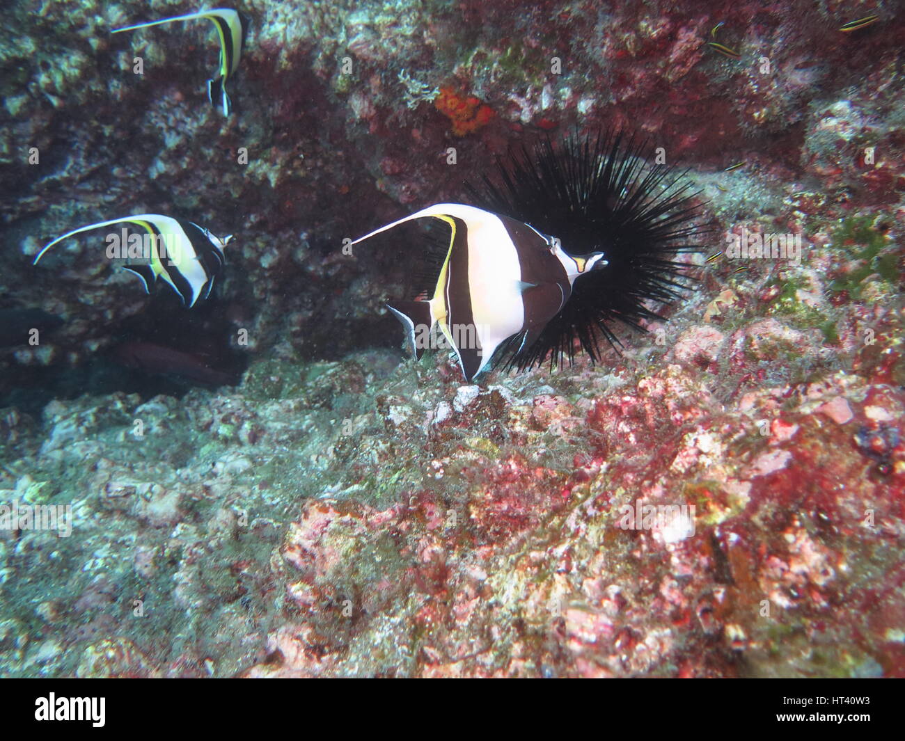 Two Moorish idol (Zanclus cornutus) fish Stock Photo - Alamy