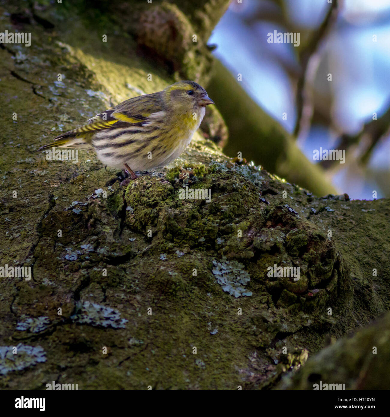 Siskins uk hi-res stock photography and images - Alamy