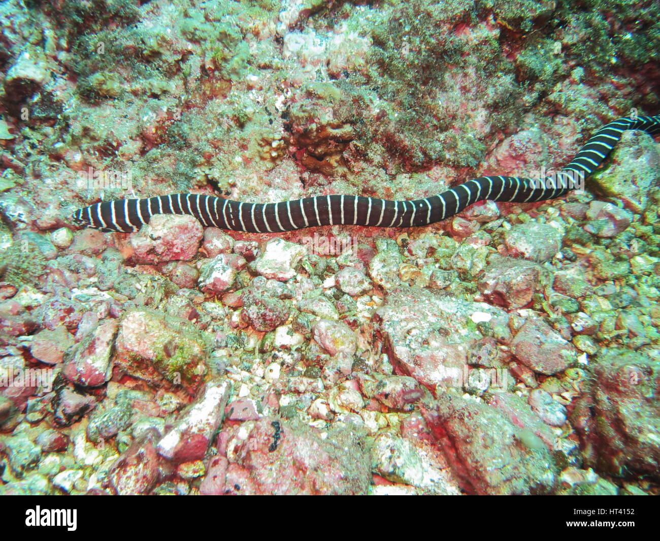 Zebra moray eel ( Gymnomuraena zebra ), swimming, Cocos island, Costa ...