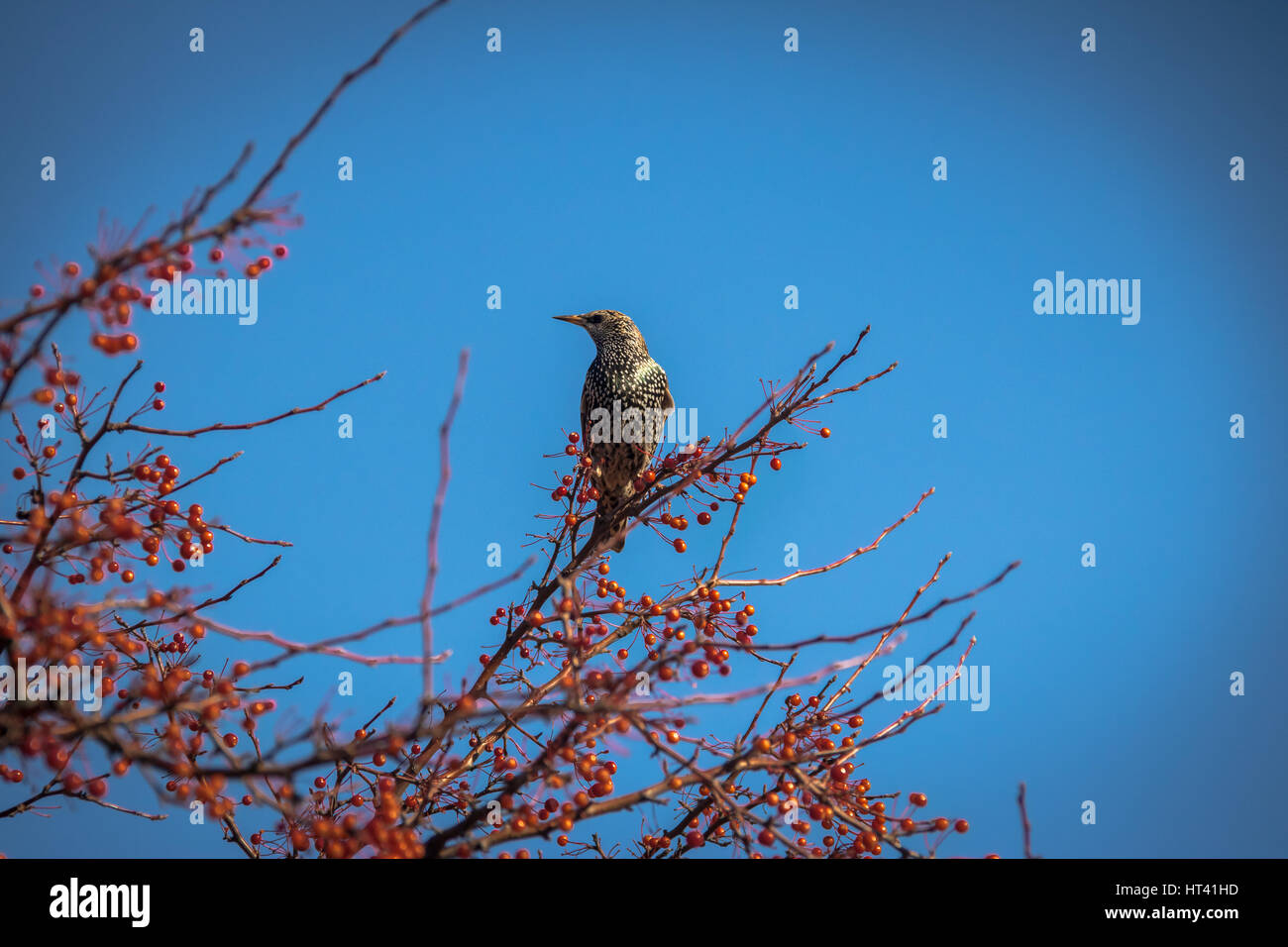 Blue and orange starling hi-res stock photography and images - Alamy