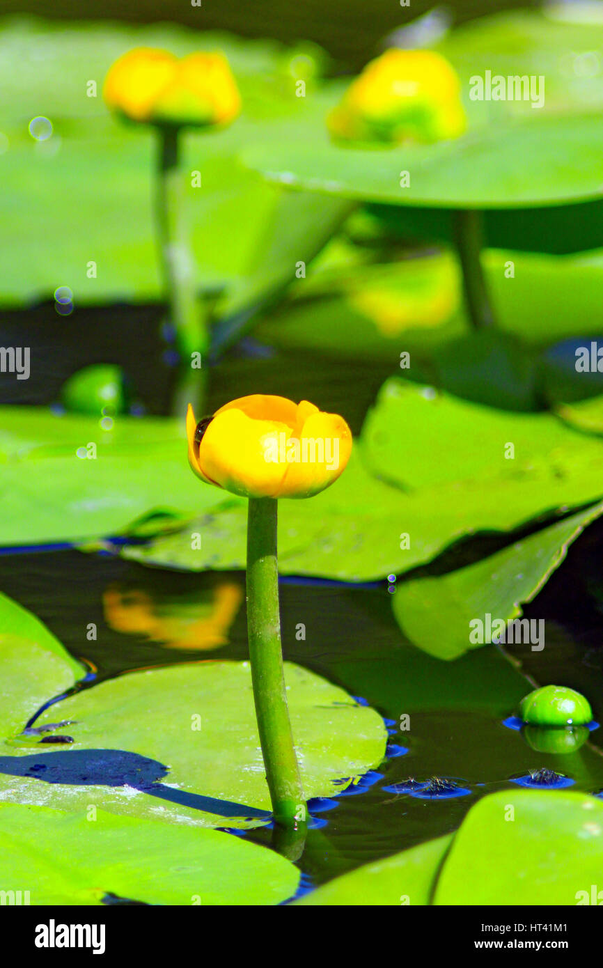 yellow flowers of Nuphar lutea in the pond Stock Photo - Alamy