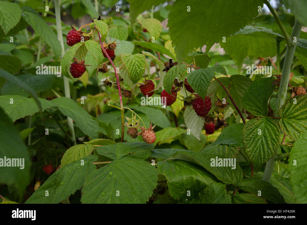 in the garden after the rain fragrant red berry raspberry with green ...