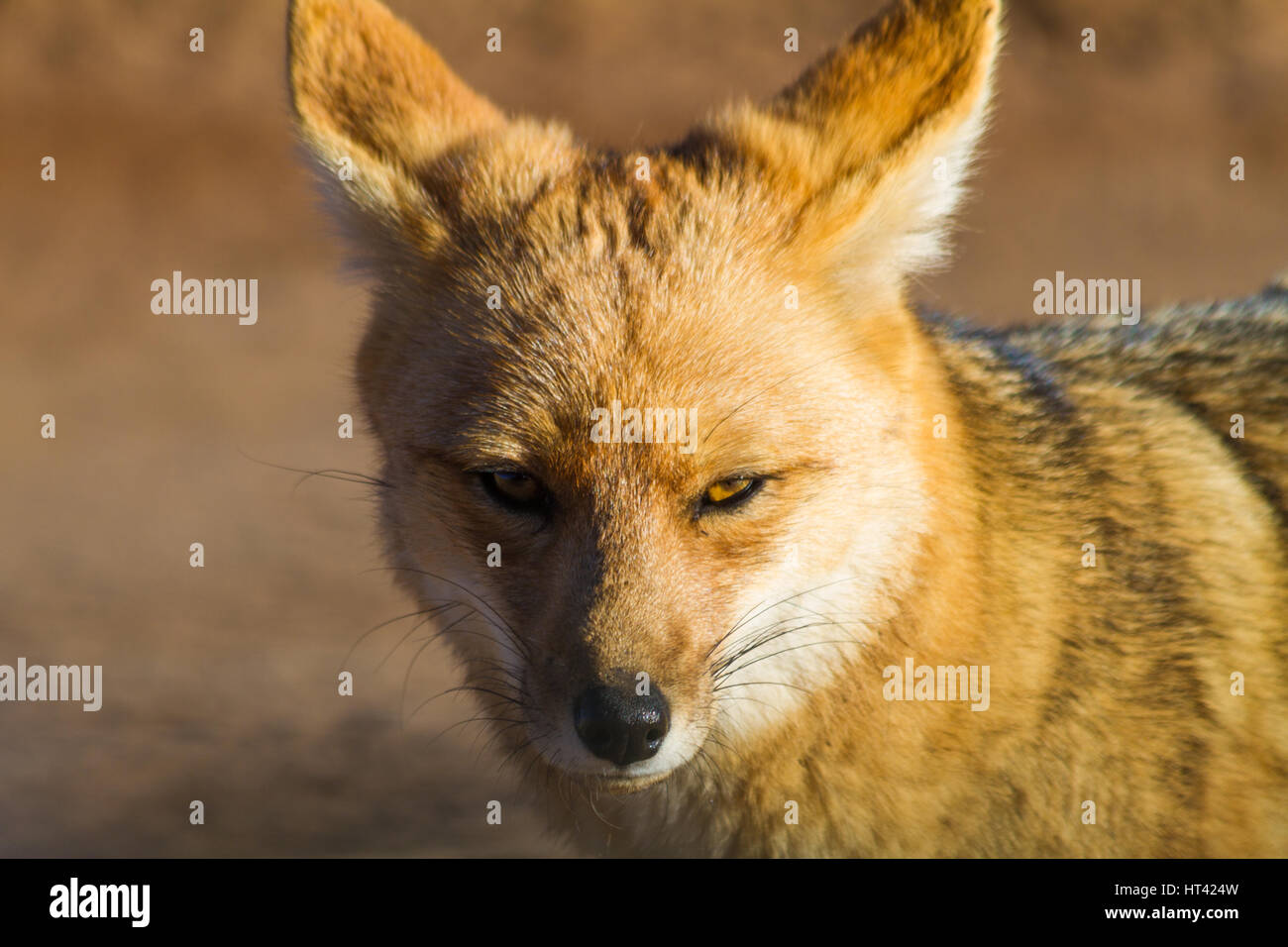 Desert Fox Chile High Resolution Stock Photography and Images - Alamy