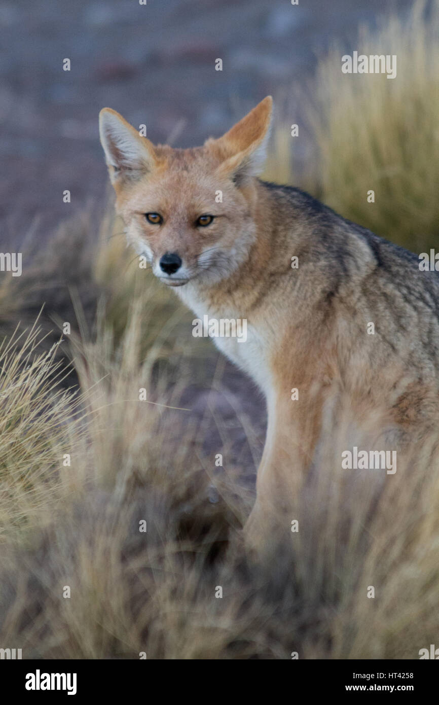 Desert fox chile hi-res stock photography and images - Alamy