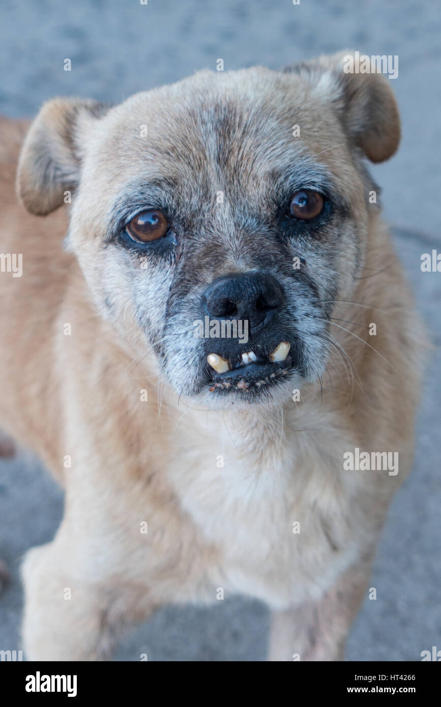 Undershot hi-res stock photography and images - Alamy