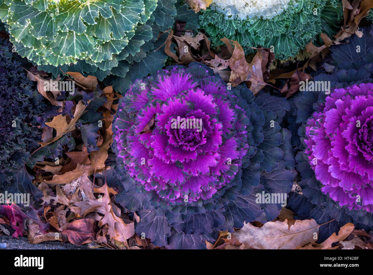 Decorative ornamental kale Stock Photo - Alamy