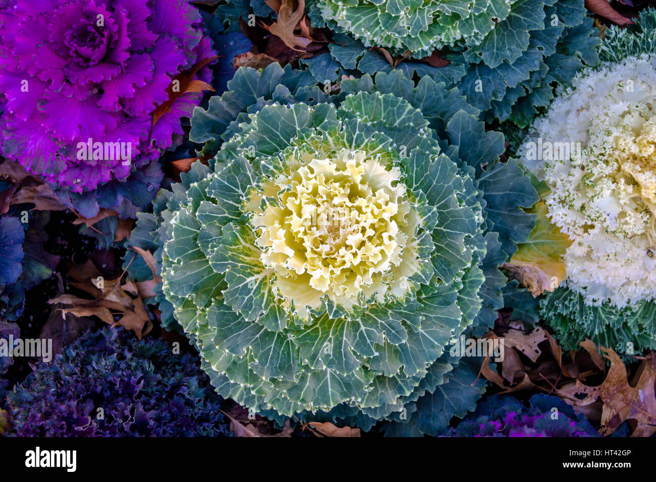 Decorative kale hi-res stock photography and images - Alamy