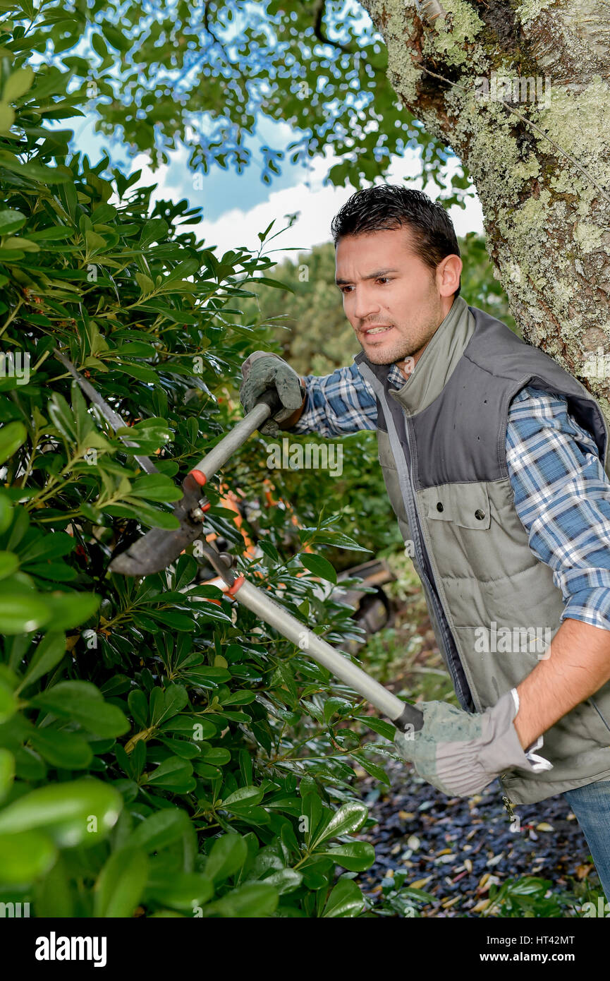 Trimming overgrown tree hi-res stock photography and images - Alamy