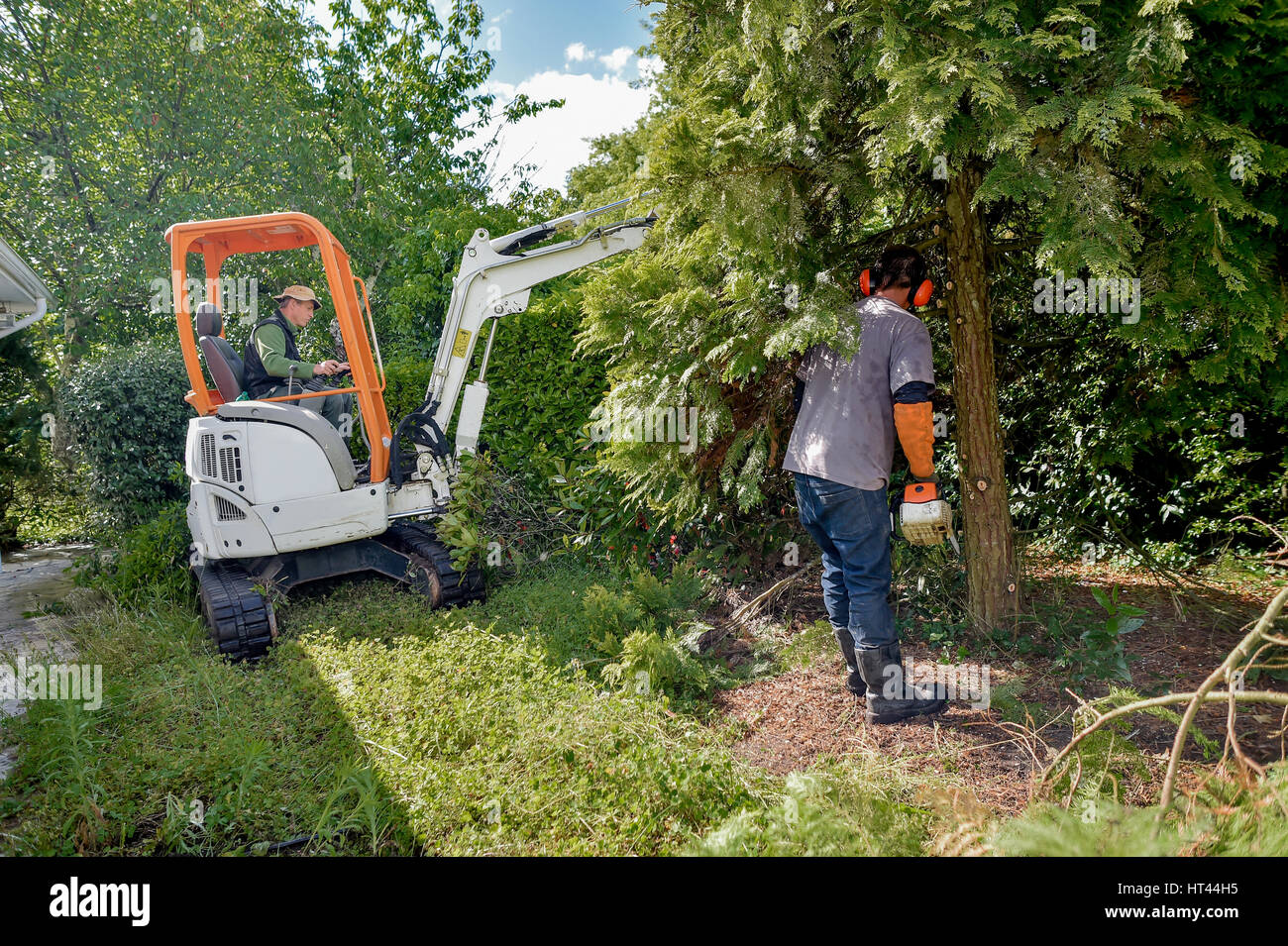 Chopping down a tree Stock Photo - Alamy