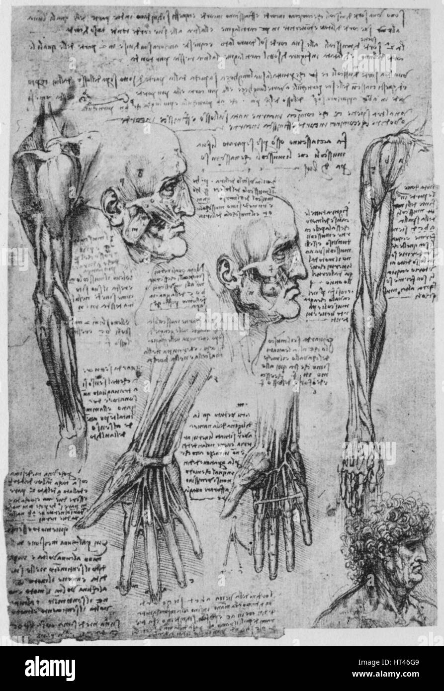 'Studies of the Muscles of the Face and Arm', c1480 (1945). Artist ...