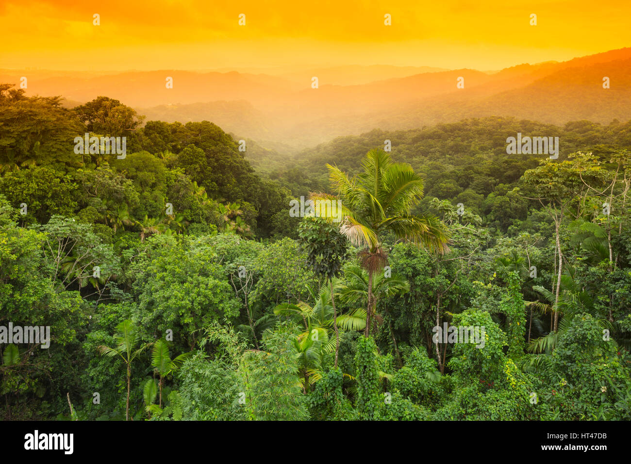 RAIN FOREST CANOPY EL YUNQUE NATIONAL FOREST RIO GRANDE PUERTO RICO ...