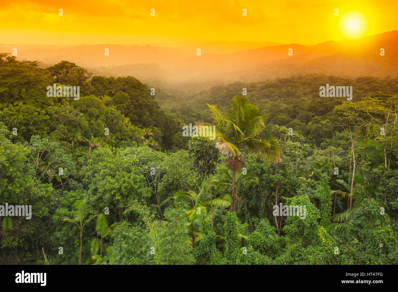 Rainforest puerto rico canopy hi-res stock photography and images - Alamy