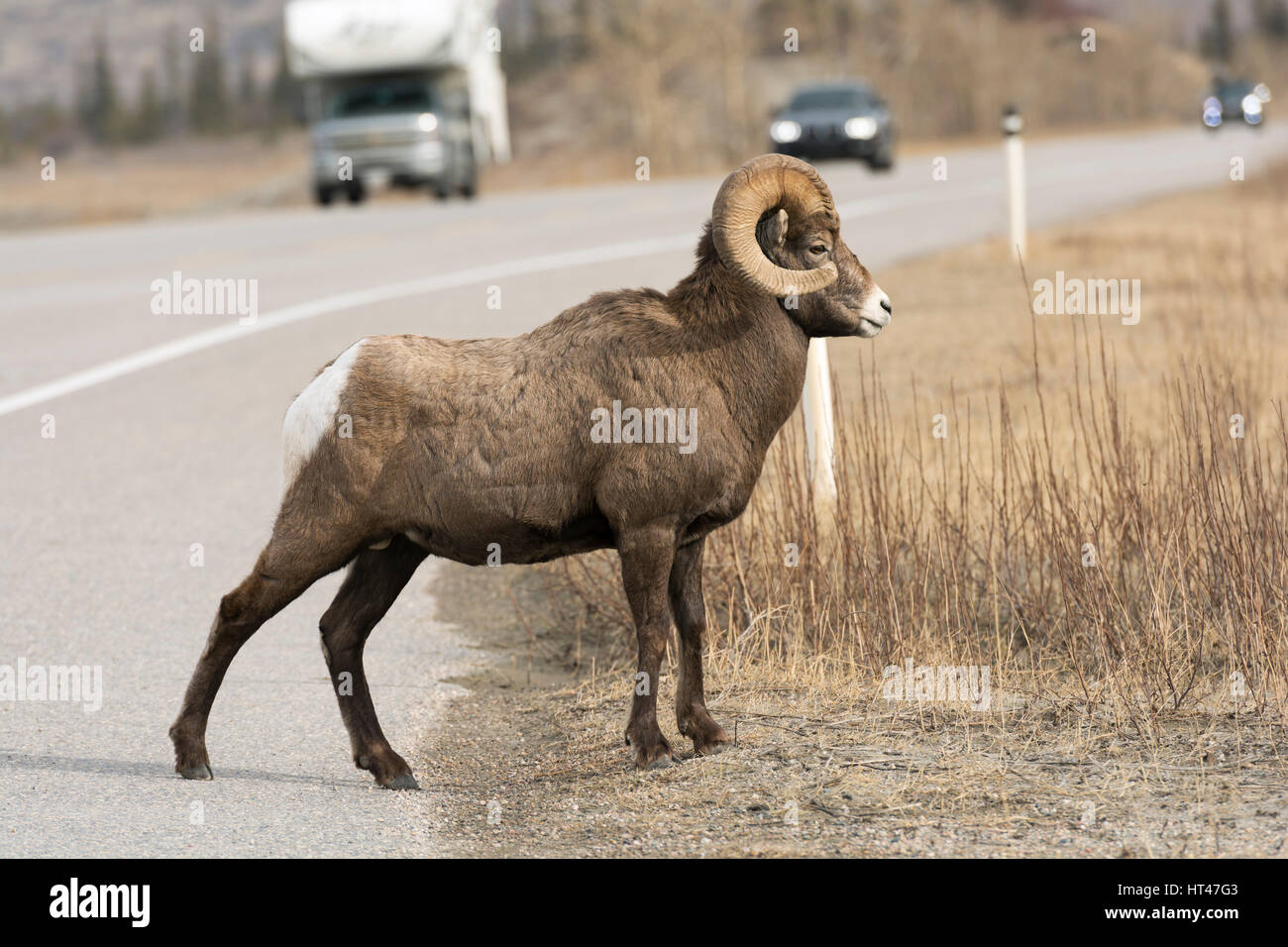 Ram sheep hi-res stock photography and images - Alamy