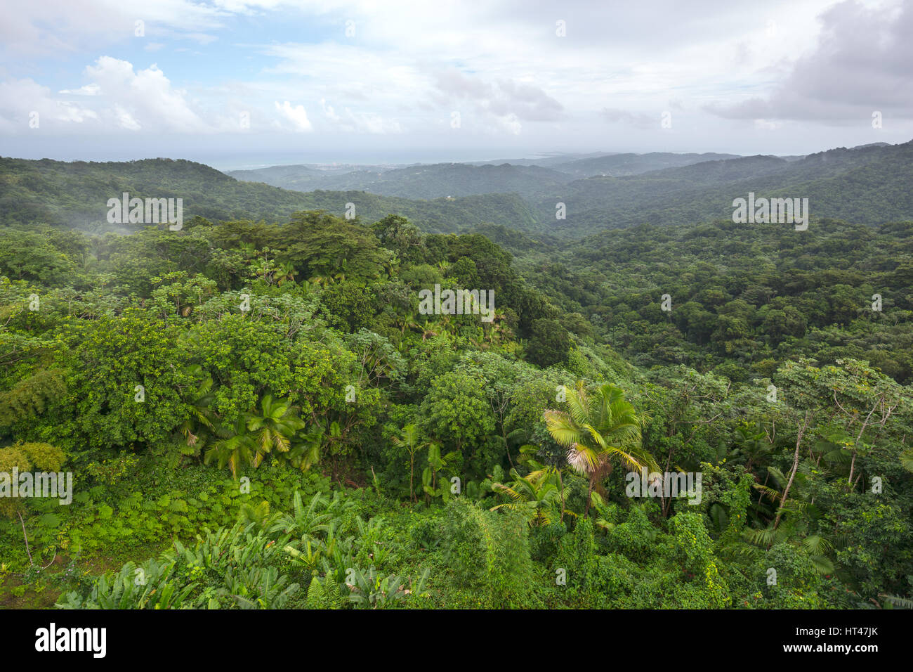 RAIN FOREST CANOPY EL YUNQUE NATIONAL FOREST RIO GRANDE PUERTO RICO ...
