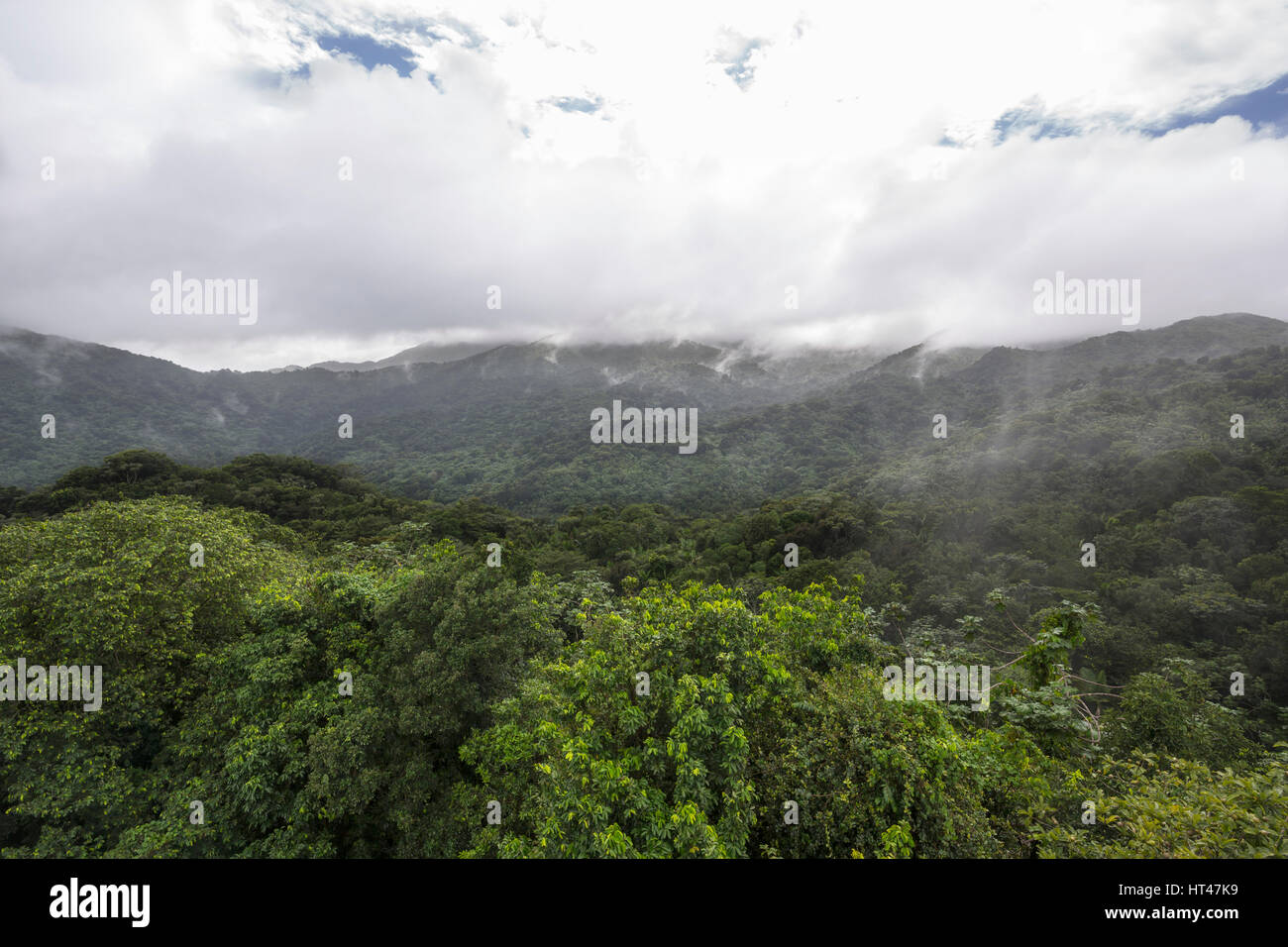 RAIN FOREST CANOPY EL YUNQUE NATIONAL FOREST RIO GRANDE PUERTO RICO ...