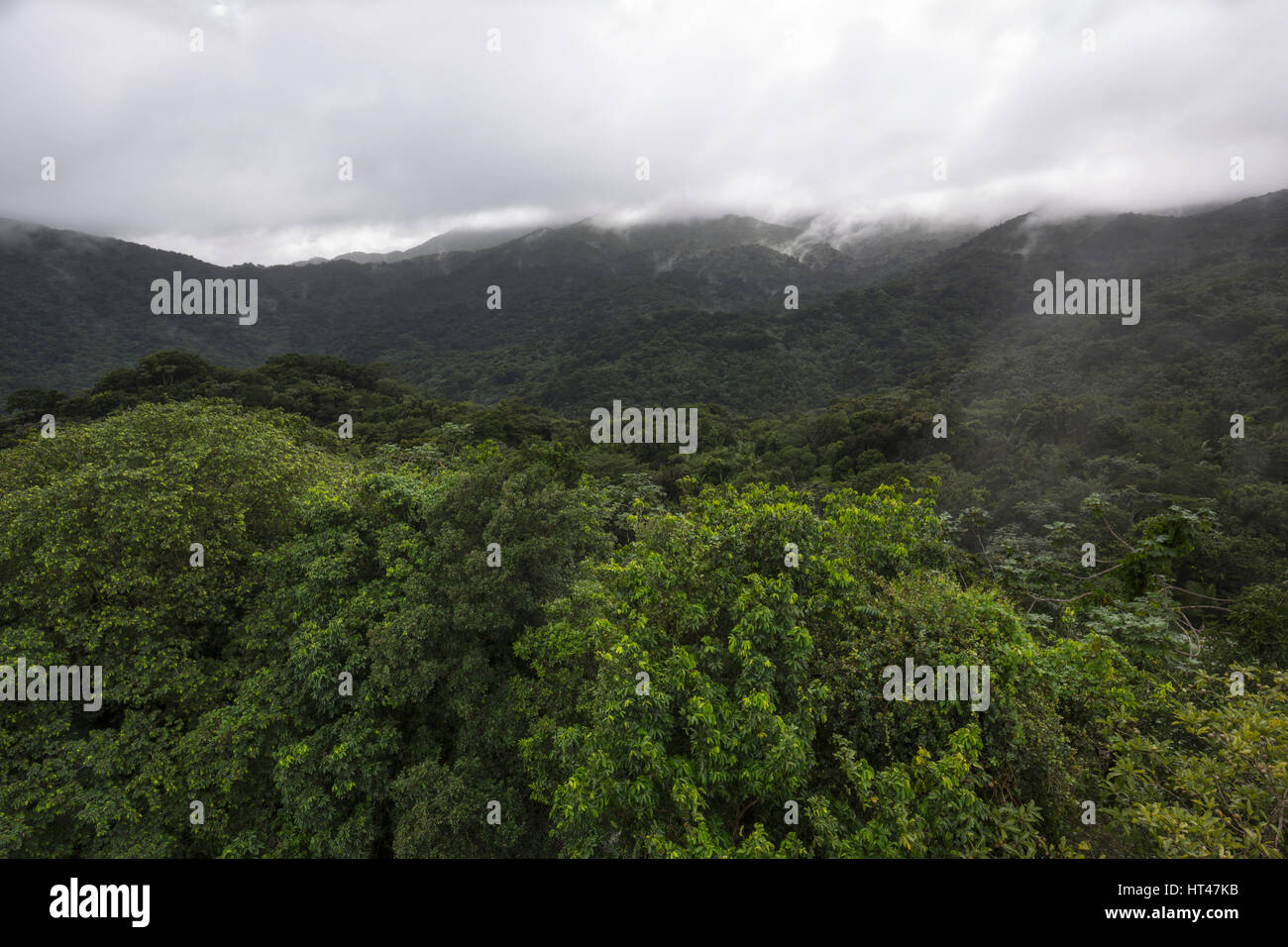 RAIN FOREST CANOPY EL YUNQUE NATIONAL FOREST RIO GRANDE PUERTO RICO ...