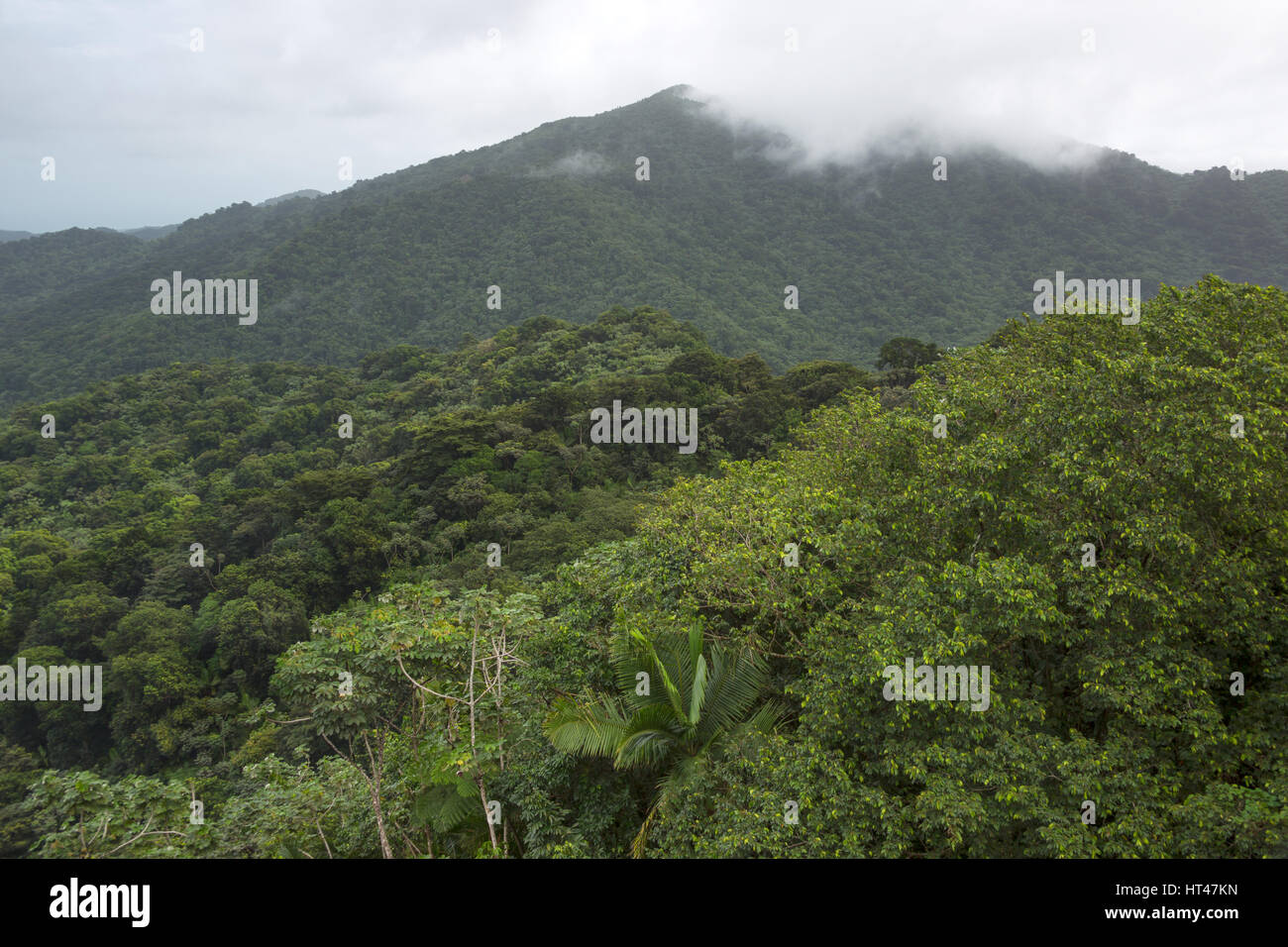 RAIN FOREST CANOPY EL YUNQUE NATIONAL FOREST RIO GRANDE PUERTO RICO ...