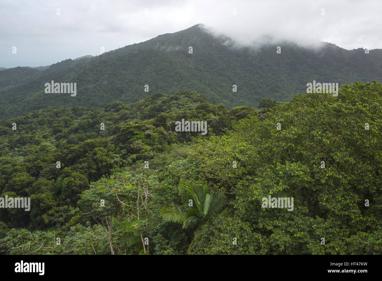 Rainforest puerto rico canopy hi-res stock photography and images - Alamy