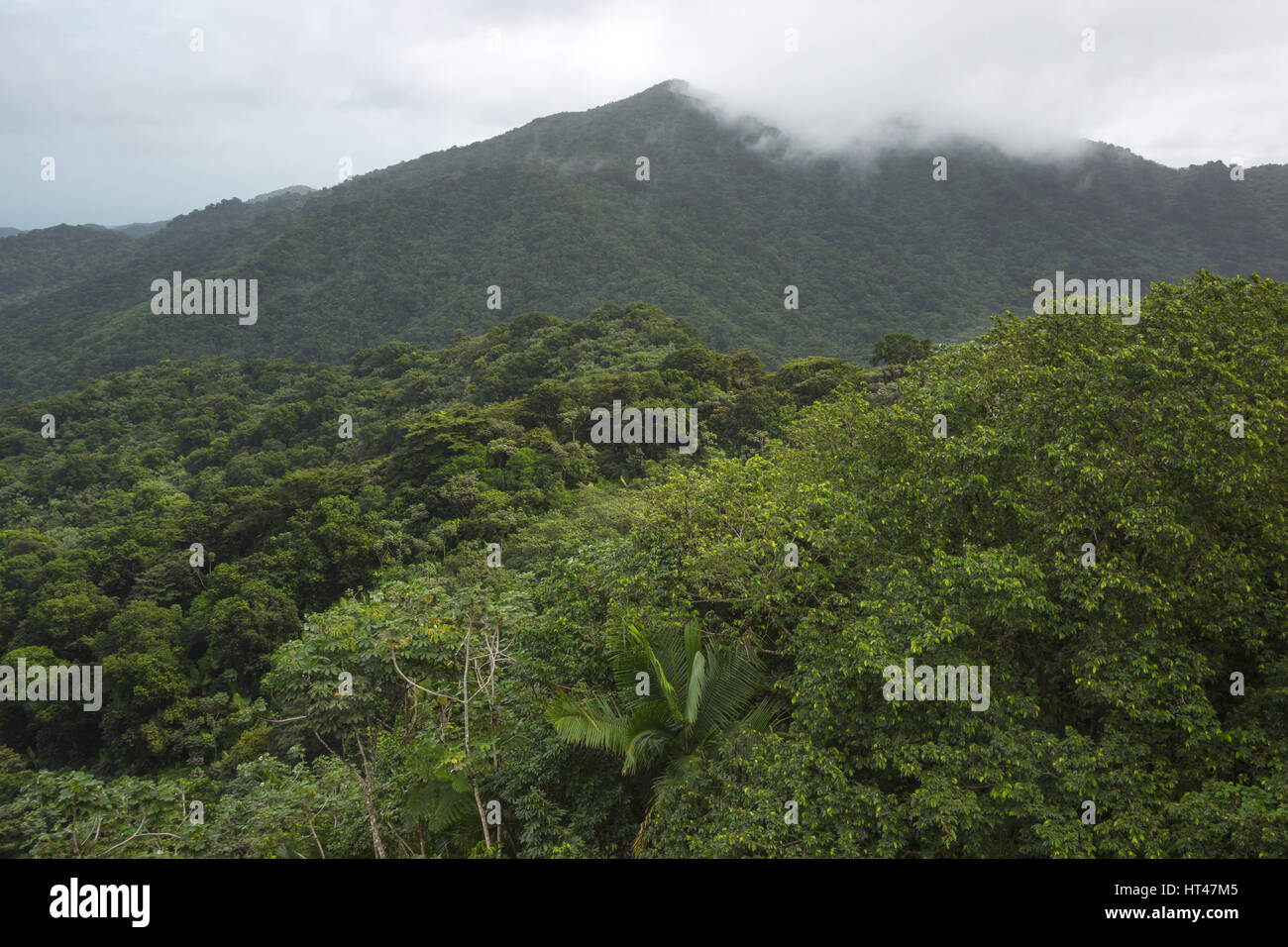RAIN FOREST CANOPY EL YUNQUE NATIONAL FOREST RIO GRANDE PUERTO RICO ...