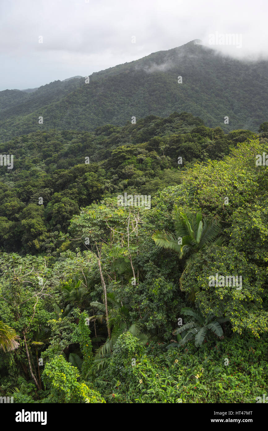 RAIN FOREST CANOPY EL YUNQUE NATIONAL FOREST RIO GRANDE PUERTO RICO ...