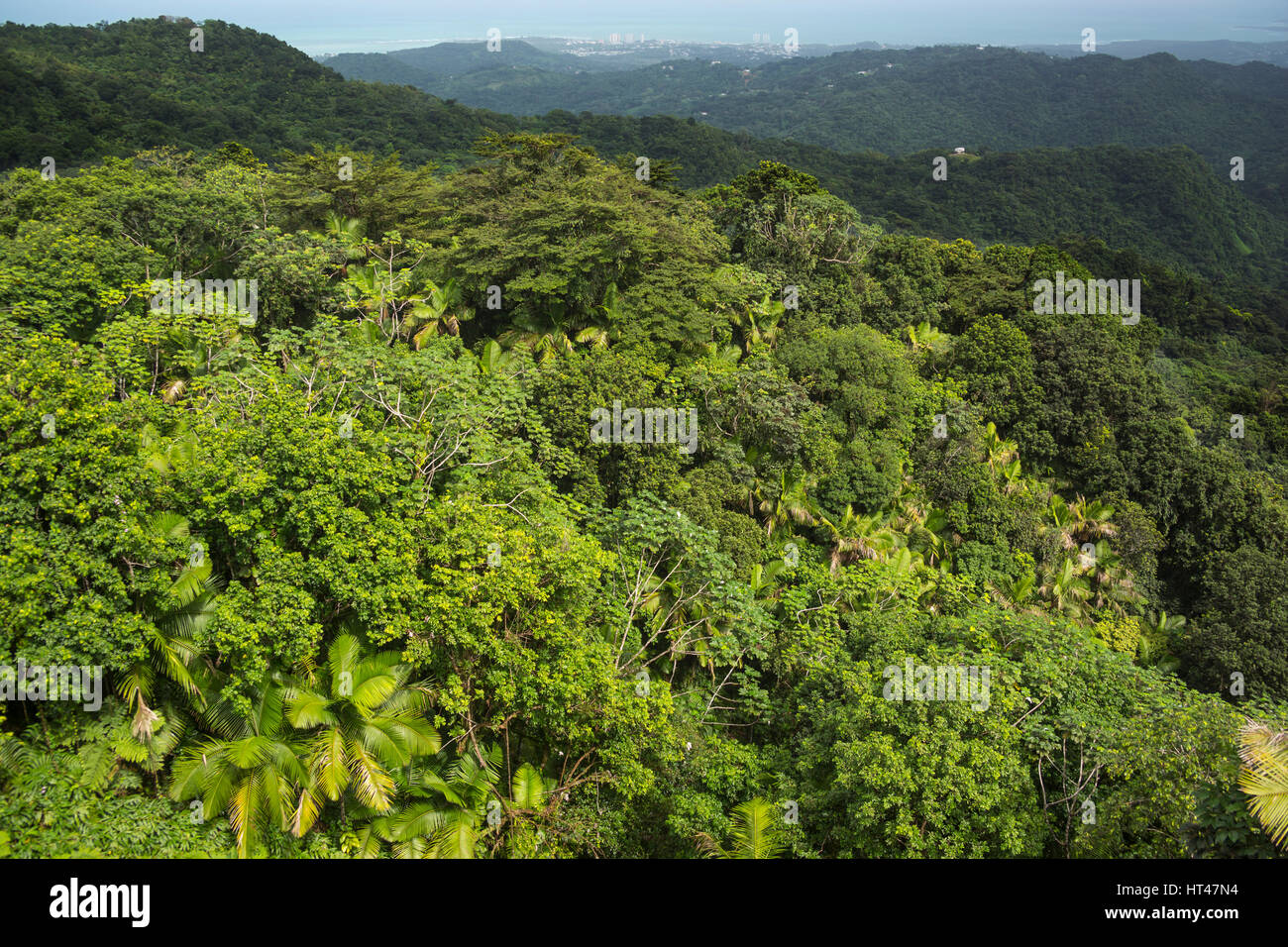 Rainforest puerto rico canopy hi-res stock photography and images - Alamy