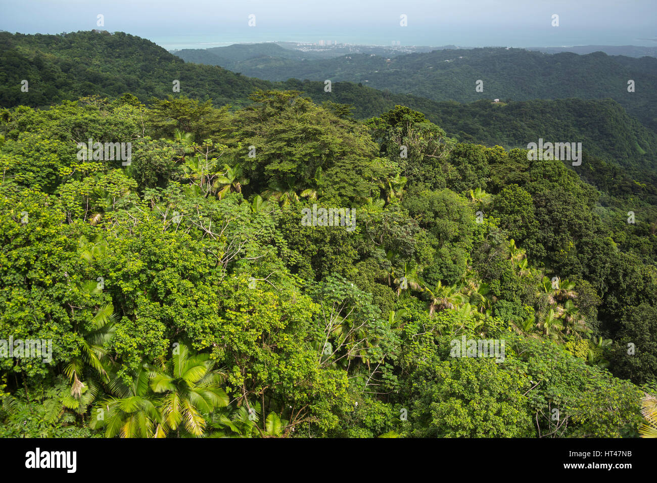 Puerto rican rainforest hi-res stock photography and images - Alamy