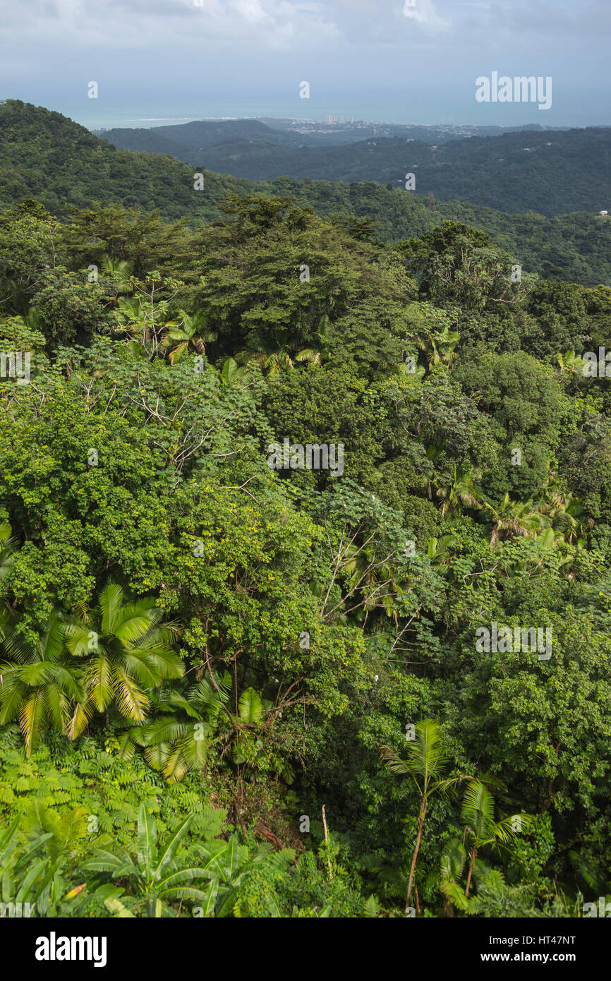 RAIN FOREST CANOPY EL YUNQUE NATIONAL FOREST RIO GRANDE PUERTO RICO ...
