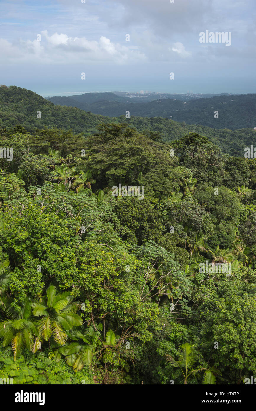 RAIN FOREST CANOPY EL YUNQUE NATIONAL FOREST RIO GRANDE PUERTO RICO ...
