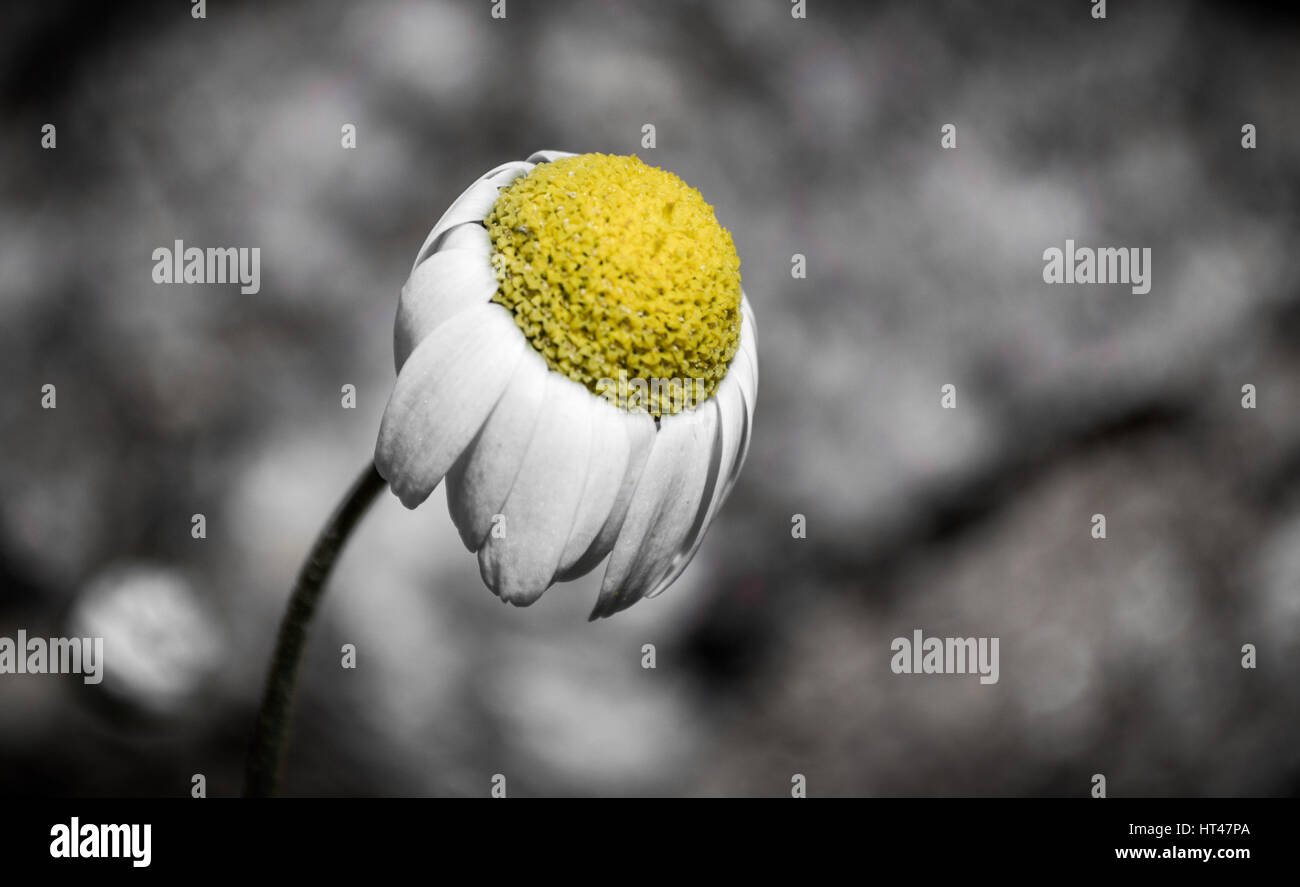 Chamomile flower close up in selective color Stock Photo - Alamy