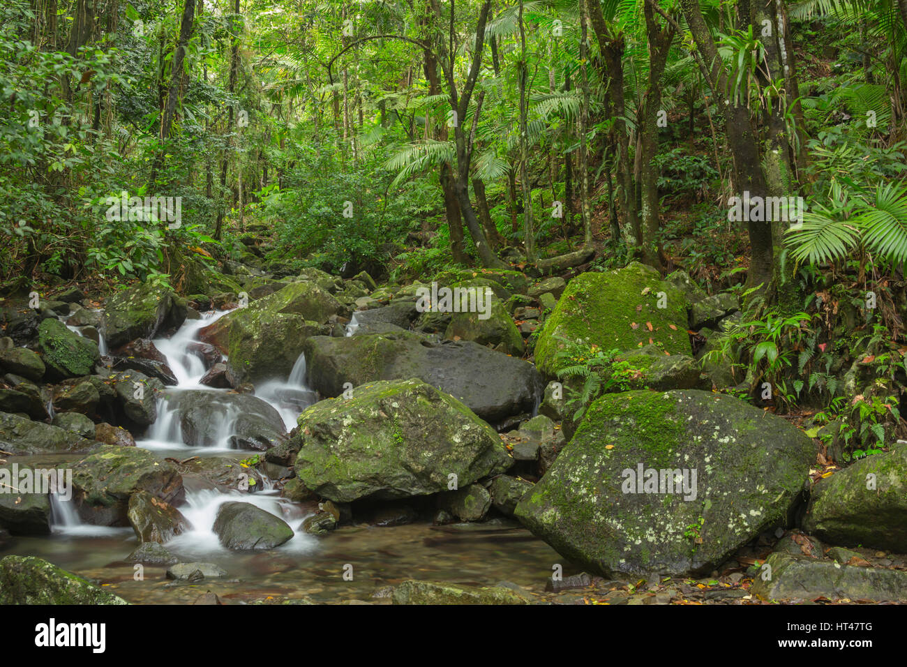 SMALL CASCADE EL YUNQUE NATIONAL FOREST RIO GRANDE PUERTO RICO Stock ...