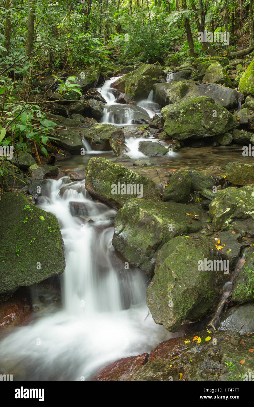 SMALL CASCADE EL YUNQUE NATIONAL FOREST RIO GRANDE PUERTO RICO Stock ...